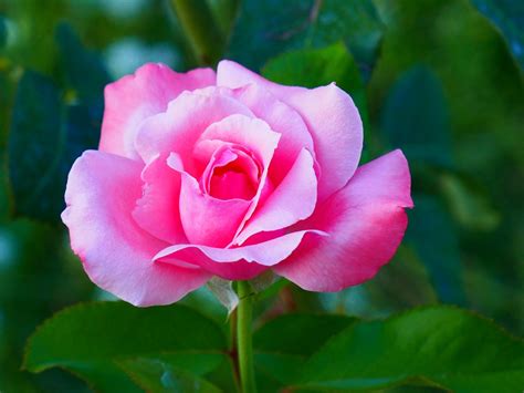 Flower Rose Botany Free Photo On Pixabay Pixabay