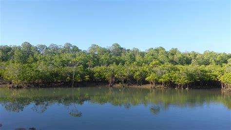 Bluecarbonecosystem Beva Grilante