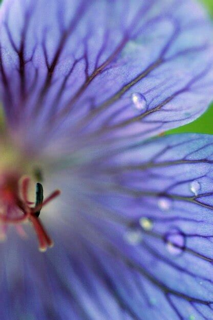 Premium Photo Cranesbill Blossom Detail Geranium Spec