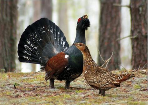 Two Pheasants Standing In The Woods
