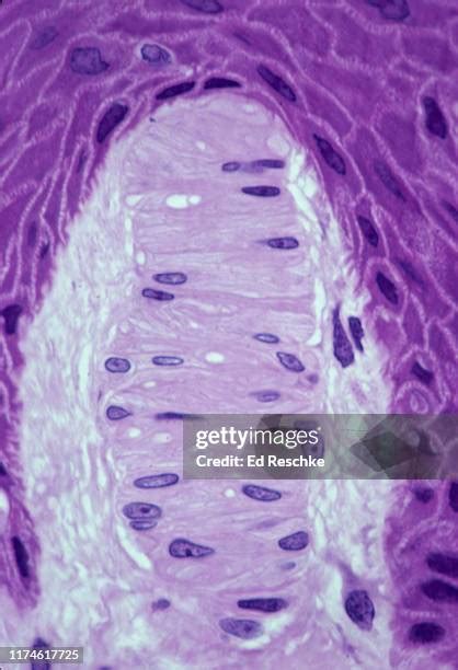 Meissners Corpuscle Photos And Premium High Res Pictures Getty Images