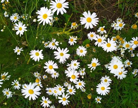 Photo Small Daisies Stock Image Image Of Fresh Bright 202301721