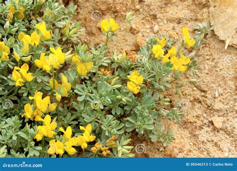 Lotus Creticus A Genus Of Legume Native To Salty Sand Dunes Stock