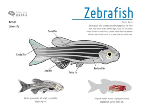 Cell Membrane Structure Infographic Templates