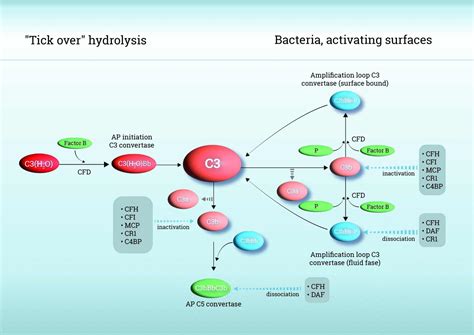 Alternative Pathway Hycult Biotech