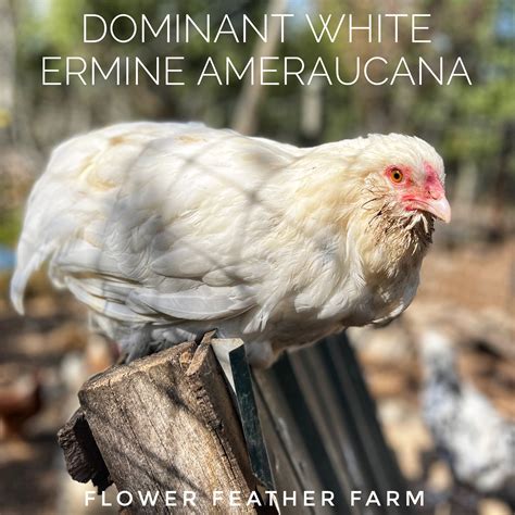 Breeds And Chicks Available — Flower Feather Farm Chicks And Dahlias