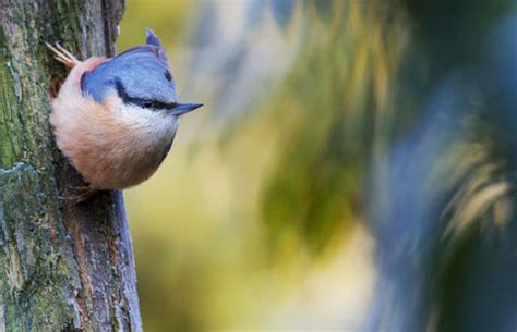 All About Nuthatch Nuthatch Bird Facts And Information Awesome
