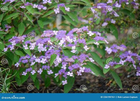 Bracted Hydrangea Involucrata Shrub With Blue Pinkish Flowers Stock Image Image Of Flora