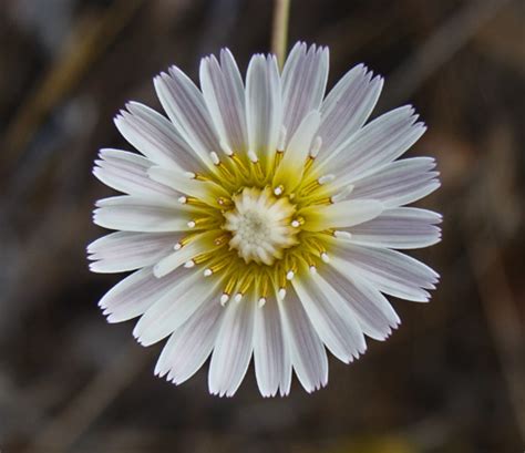 Cliff Desert Dandelion Malacothrix Saxatilis