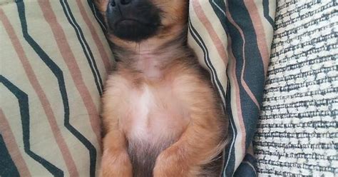 This Is Charles Tiberius Darwin Sleeping Adorably Imgur