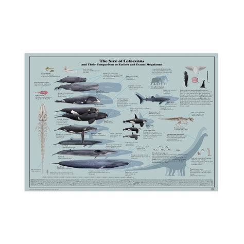 The Size Of Cetaceans And Their Comparison To Extinct And Extant