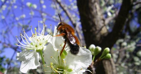 Unape La Megachile Chalicodoma Sicula