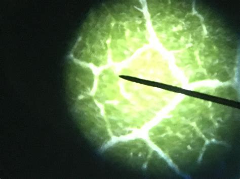 Cells And Microorganisms 5th Grade Quiz Quizizz