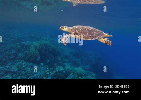 Sea Turtle Breath Reflection Underwater Tropical Hawksbill Sea Turtle