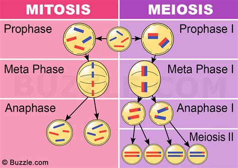 Cuadro Comparativo De Mitosis Y Meiosis Ffgmt