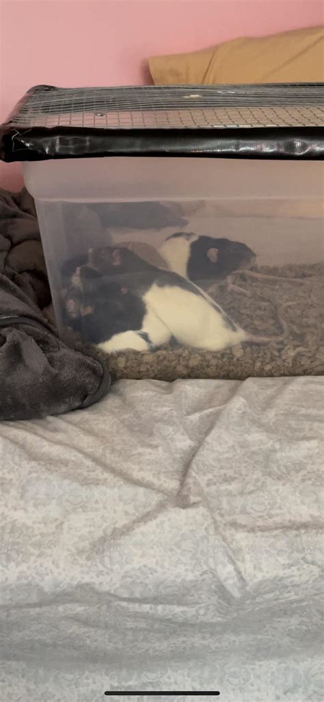 I Hate Rat Introductions Rrats