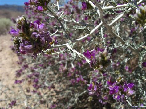 Psorothamnus Polydenius Calflora