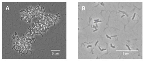 Microbial Cell Quantification Methods Toward Whole Cell Reference Materials Nist