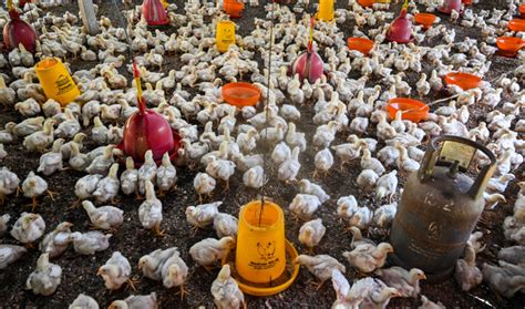 Who Confirms First Fatal Human Case Of H5n2 Bird Flu Arab News