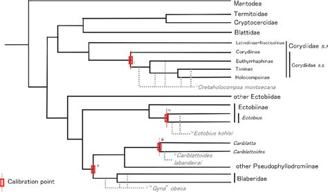 Figure 2 From Fossil Calibrations For The Cockroach Phylogeny Insecta