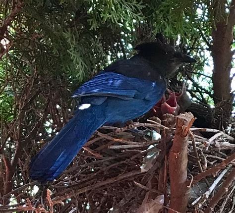 Stellers Jay Feeding 6 Day Old Chicks Bill Hanson
