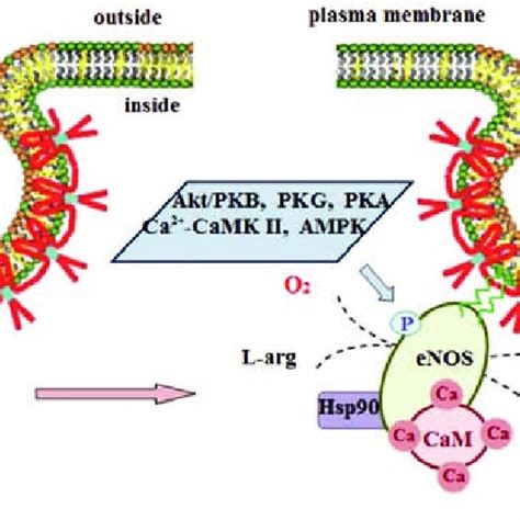 Regulation Of Enos Activity In Caveolae Myristoylation And Download Scientific Diagram