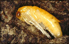 Biology Life Cycle And Behavior Of Tiger Beetle Department Of