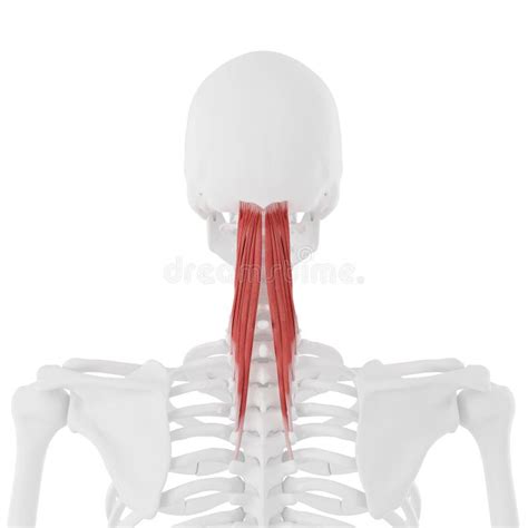 The Semispinalis Capitis Stock Illustration Illustration Of Male 57548970