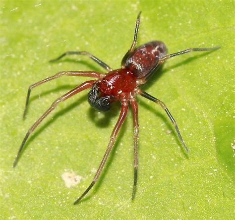 Spider Emblyna Bugguide Net