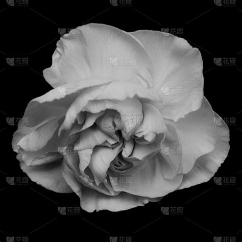 盛开的康乃馨素材 花瓣网