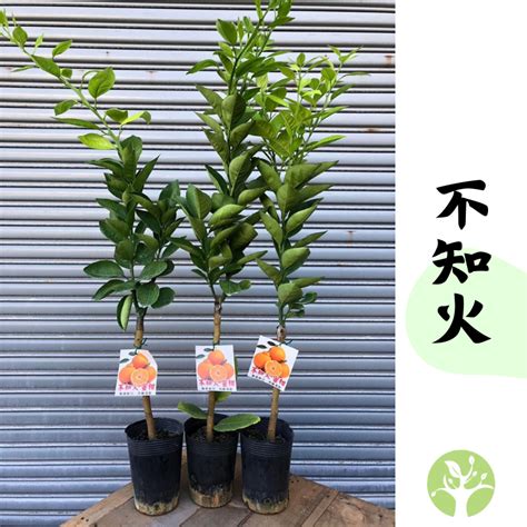 農夫世家 日本 不知火蜜柑 嫁接苗 丑橘子 清見和中野椪柑雜交品種 凸頂柑 醜橘 果樹 苗 柑橘苗 不知火柑 果樹 苗 蝦皮購物