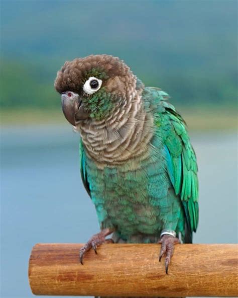 Turquoise Green Cheek Conure Species Profile And Pictures