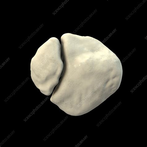 Bipartite Patella Illustration Stock Image F0442807 Science