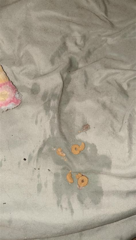 Water Puke And Sneezing Should I Be Worried Rcats