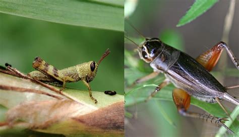 Cricket Vs Grasshopper Whats The Difference Petmojo