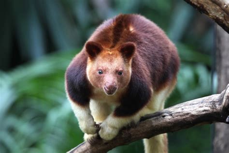Tree Kangaroo Creatures Of The World Wikia Fandom Powered By Wikia