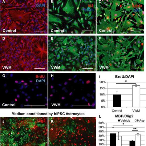 Human Induced Pluripotent Stem Cell Ipsc Derived Astrocytes Confirm A Download Scientific