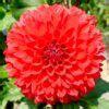 Dahlia Finder