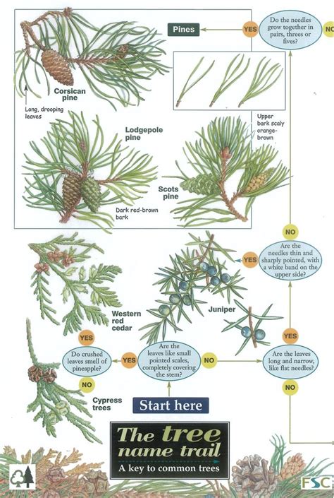 Best Images About Trees Science On Pinterest Trees A Tree And In The Fall