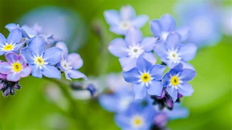 Vibrant Nature Hd Close Up Of Delicate Blue Flowers 1920x1080