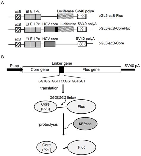 Schematic Diagram Of Plasmid And Processing Of The Core Fluc Fusion