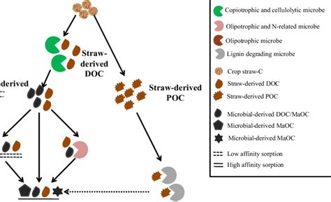 The Conceptual Scheme Of The Straw Decomposition With The Succession Of