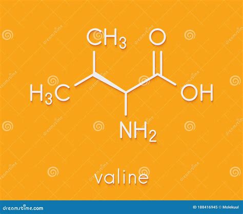 Amino Acid Valine Structure At Evie Hargreaves Blog