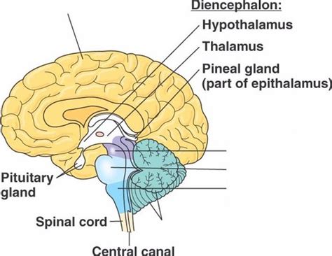 Epithalamus And Pineal Gland The Diencephalon Antranik Kizirian