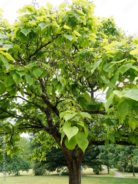 Stock Foto „catalpa Bignonioides Or Southern Catalpa Ornamental Tree