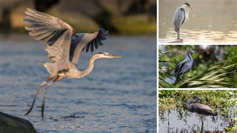 17 Common Types Of Herons Images Traits And Habitats
