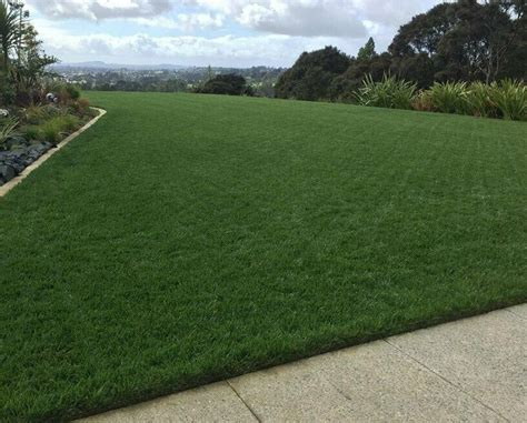 Nzla Tall Fescue Seed Dark Green Dense Lawn Seed Nz