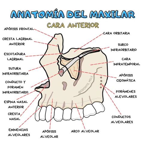 Estructura Del Seno Maxilar Anatomía Del Seno Maxilar Un Vistazo