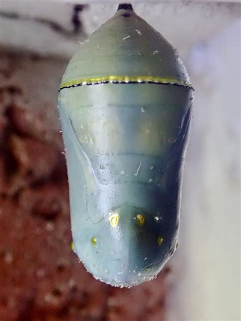 Monarch Chrysalis
