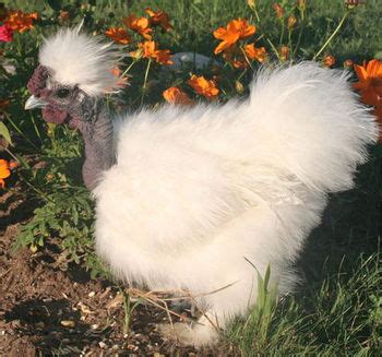 Chicken Breed Focus Showgirl Backyard Chickens Learn How To Raise Chickens